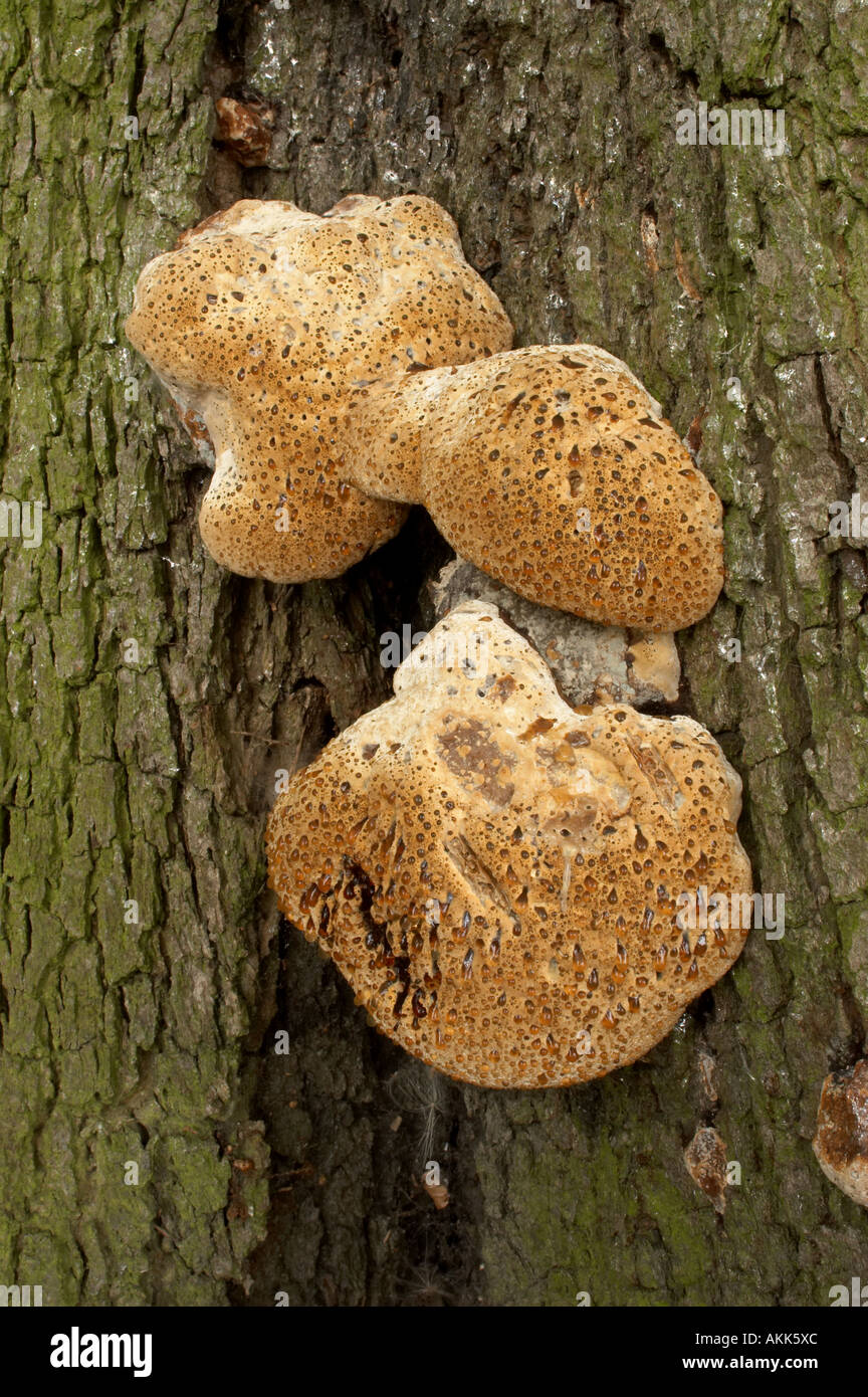 Weeping oak bracket hi-res stock photography and images - Alamy