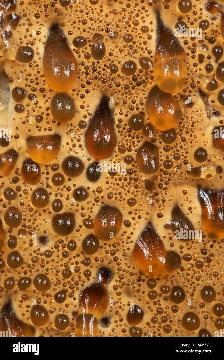 Weeping oak bracket hi-res stock photography and images - Alamy