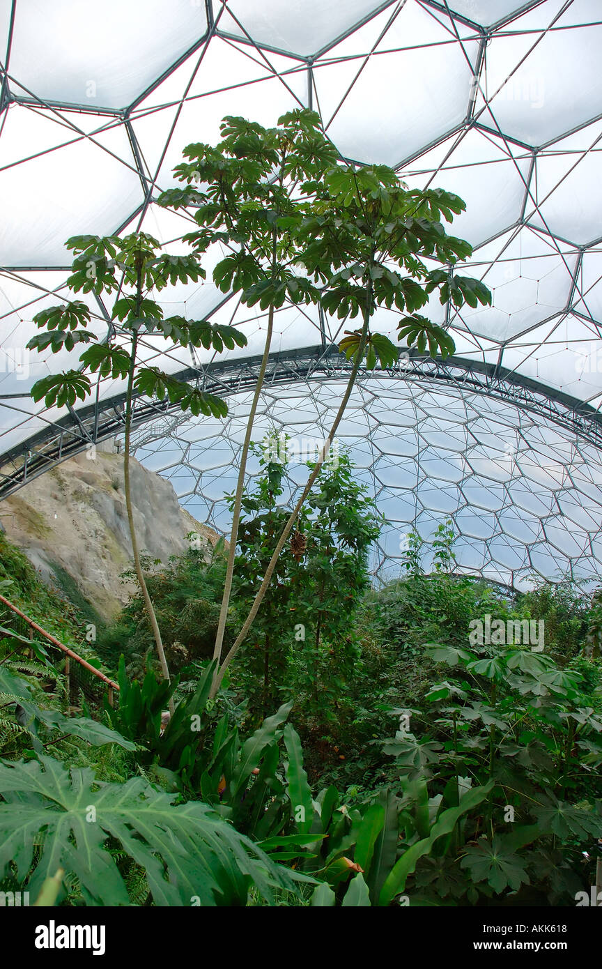 Humid tropics Biome Eden project Cornwall United Kingdom Stock Photo ...