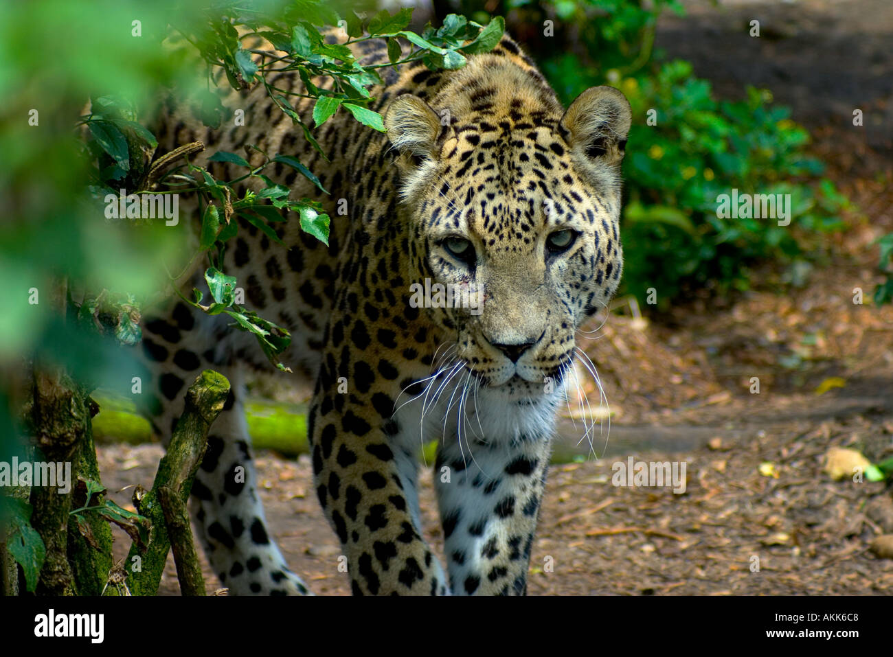 Beast from the bush hi-res stock photography and images - Alamy