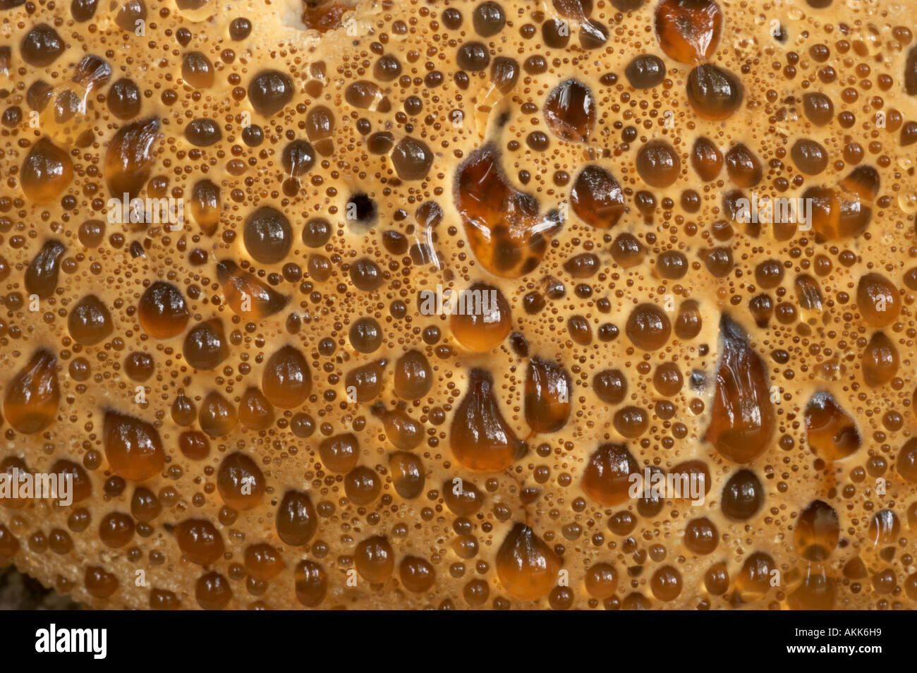 Weeping oak bracket hi-res stock photography and images - Alamy