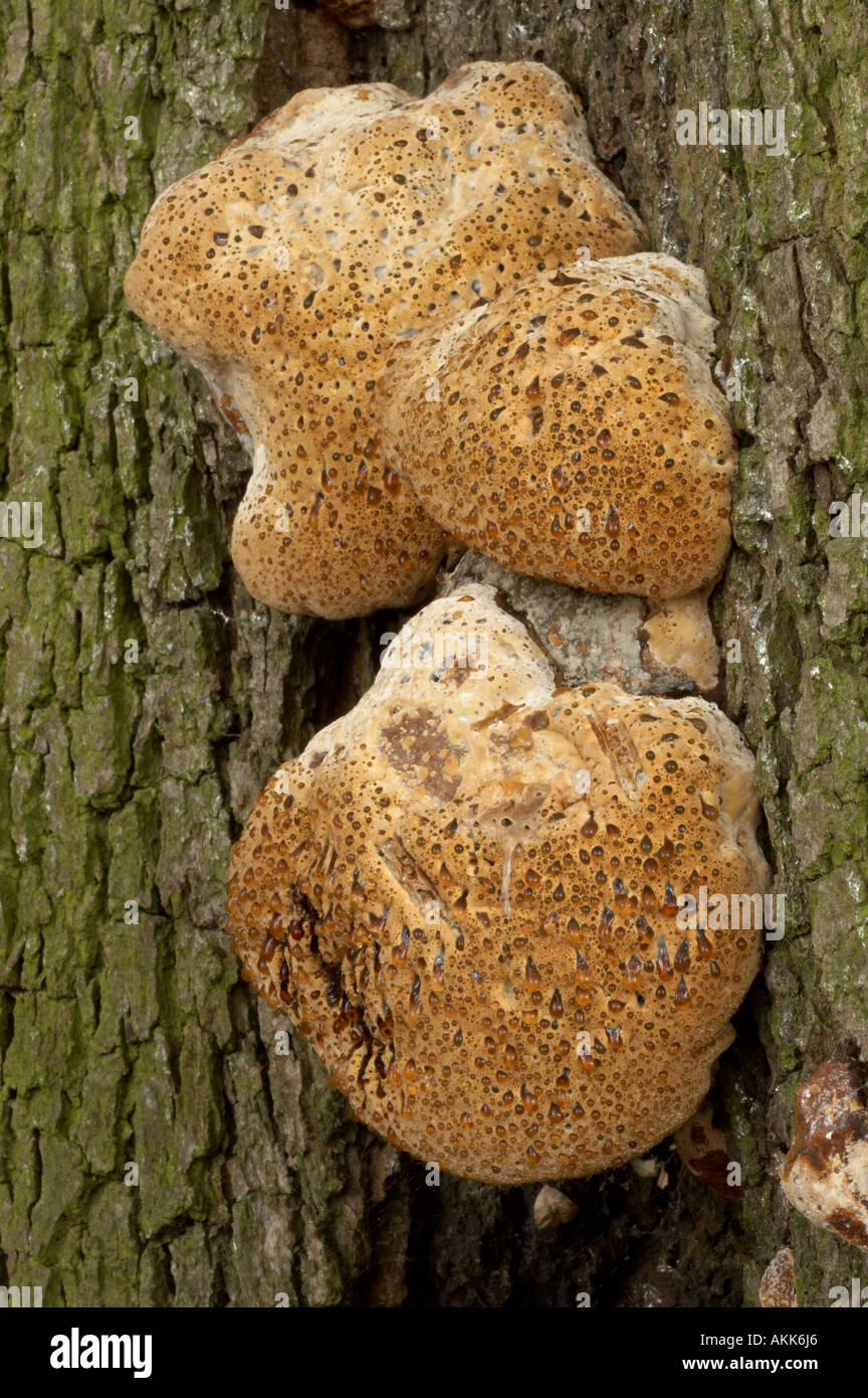 Weeping oak fungus hi-res stock photography and images - Alamy