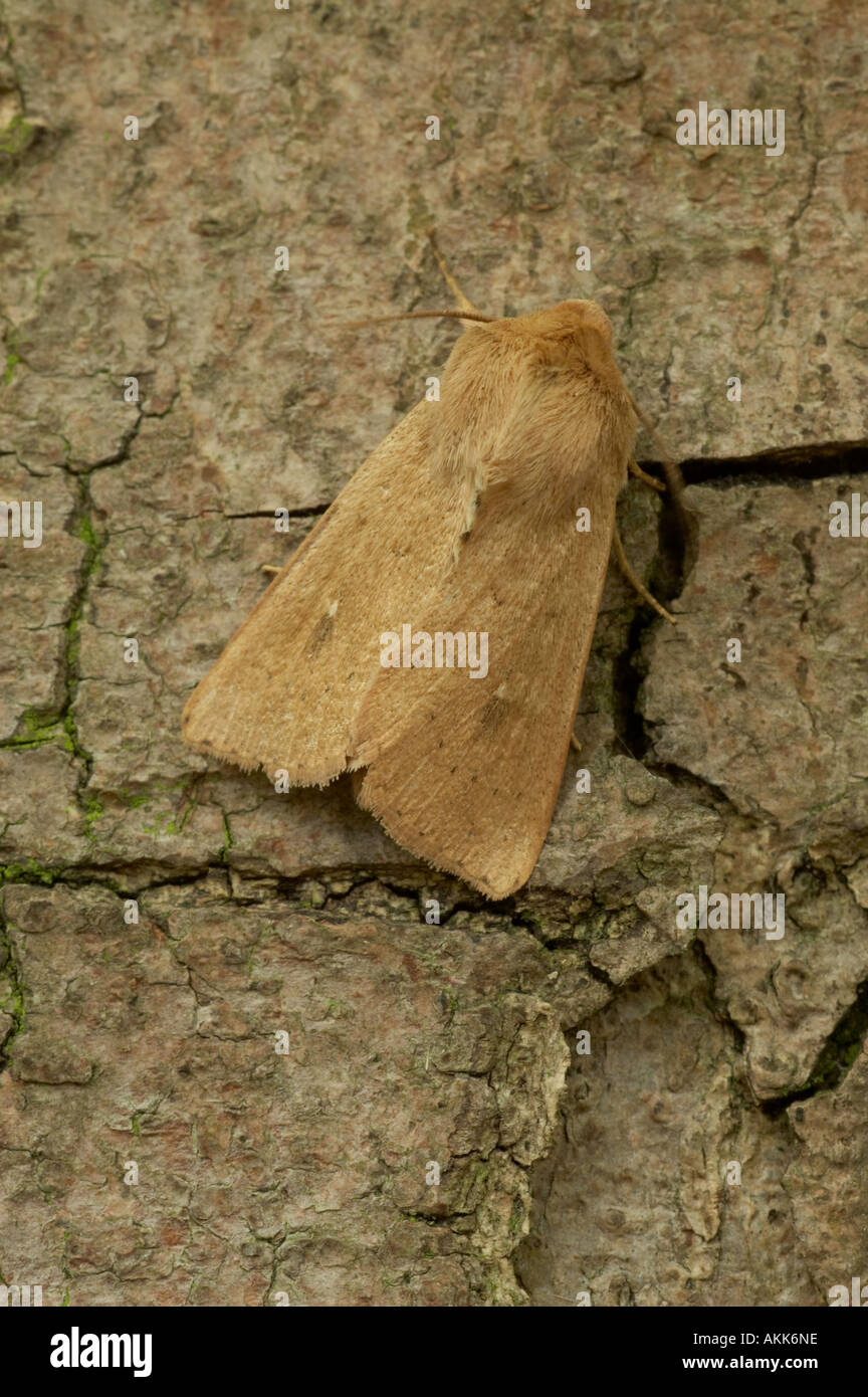 The clay moth hi-res stock photography and images - Alamy