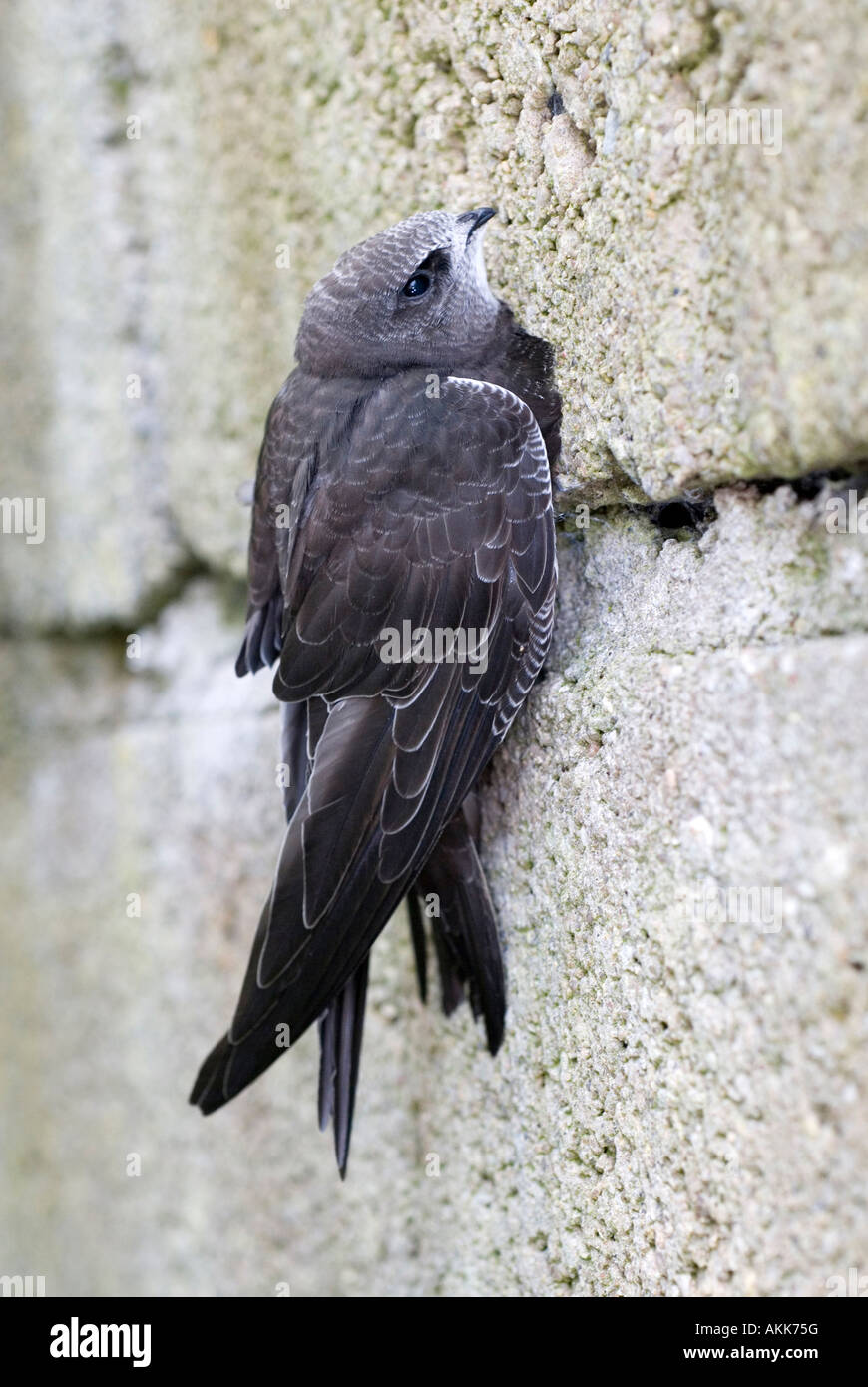 Common Swift (Apus apus), juvenile clinging to a wall Stock Photo ...