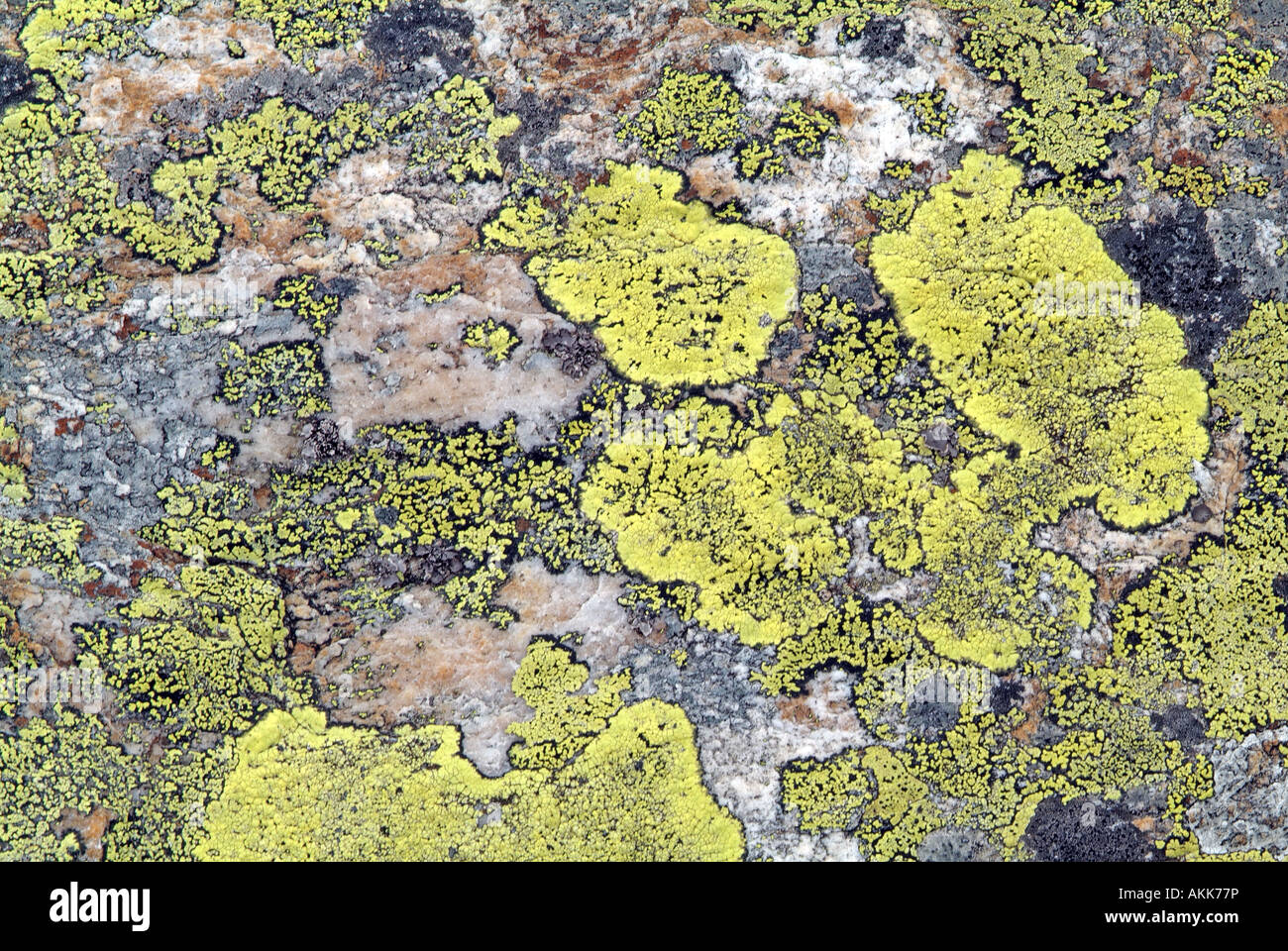 Map Lichen (Rhizocarpon geographicum Stock Photo - Alamy