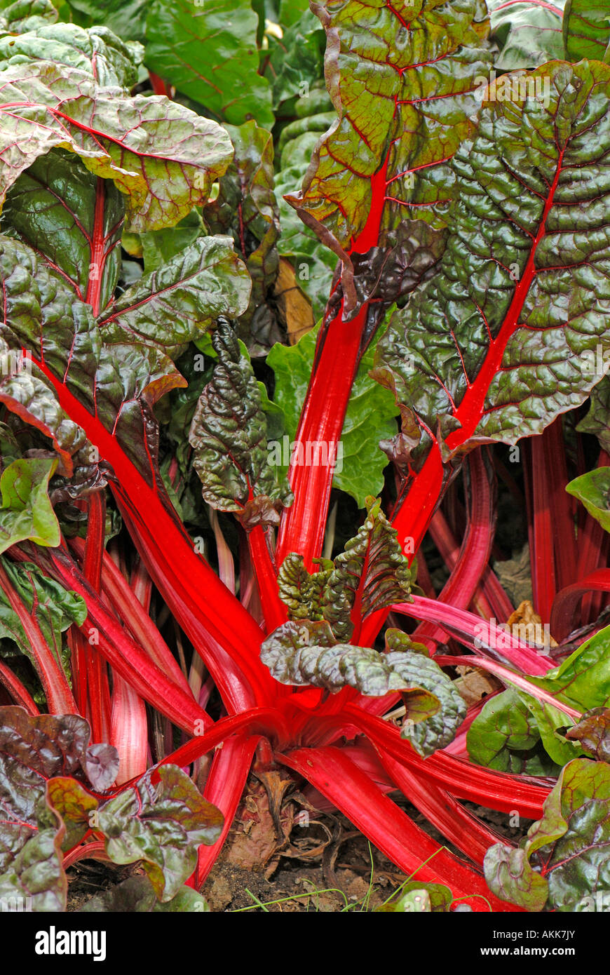 Swiss Chard, Silverbeet, Perpetual Spinach or Mangold (Beta vulgaris ...