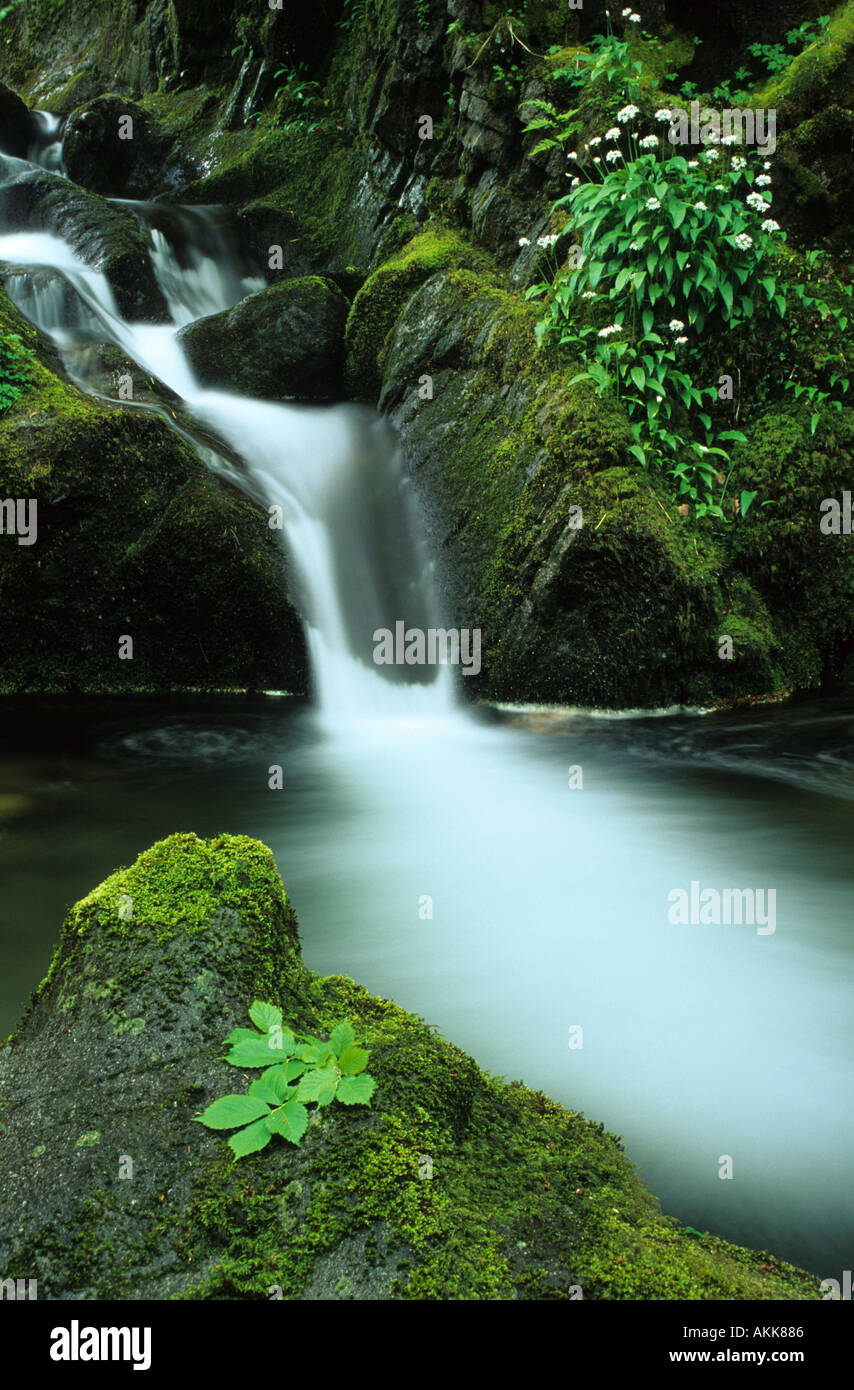 Tongue Gill Waterfall with Beech Leaf Grasmere Cumbria Stock Photo - Alamy