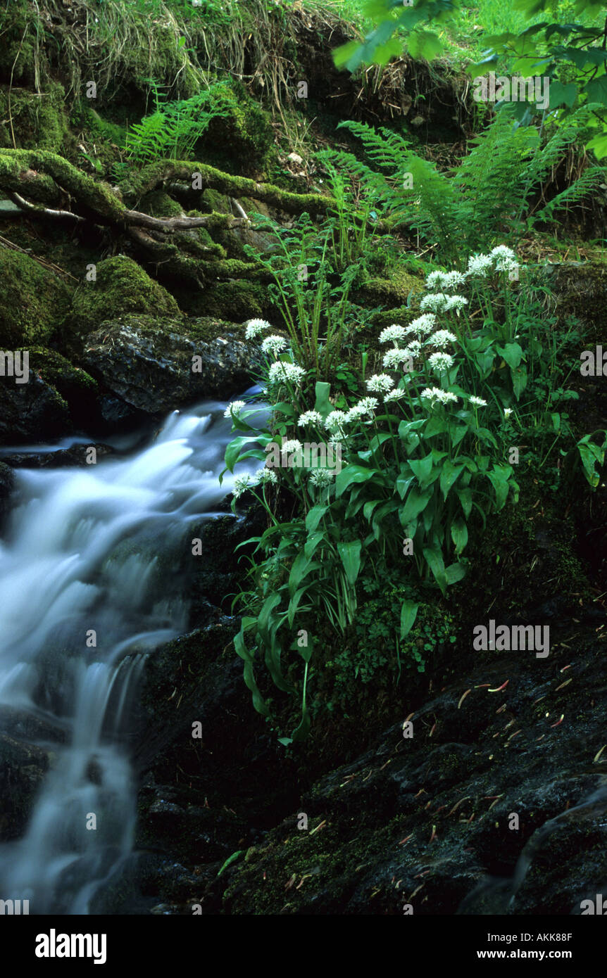 Wild Garlic growing next to Tongue Gill Grasmere Cumbria Stock Photo ...