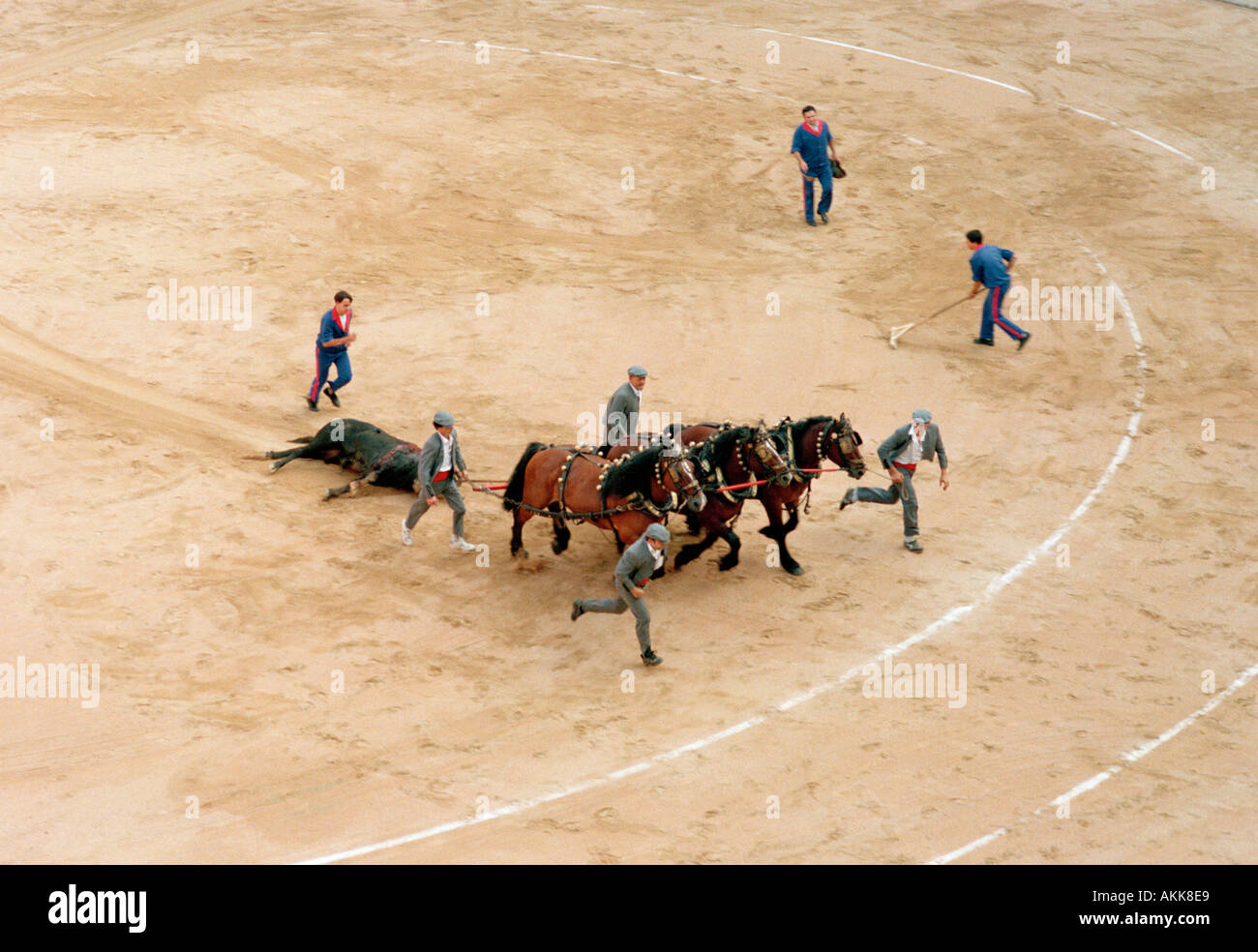 A dead bull being removed from the bullring at Barcelona Spain Stock ...