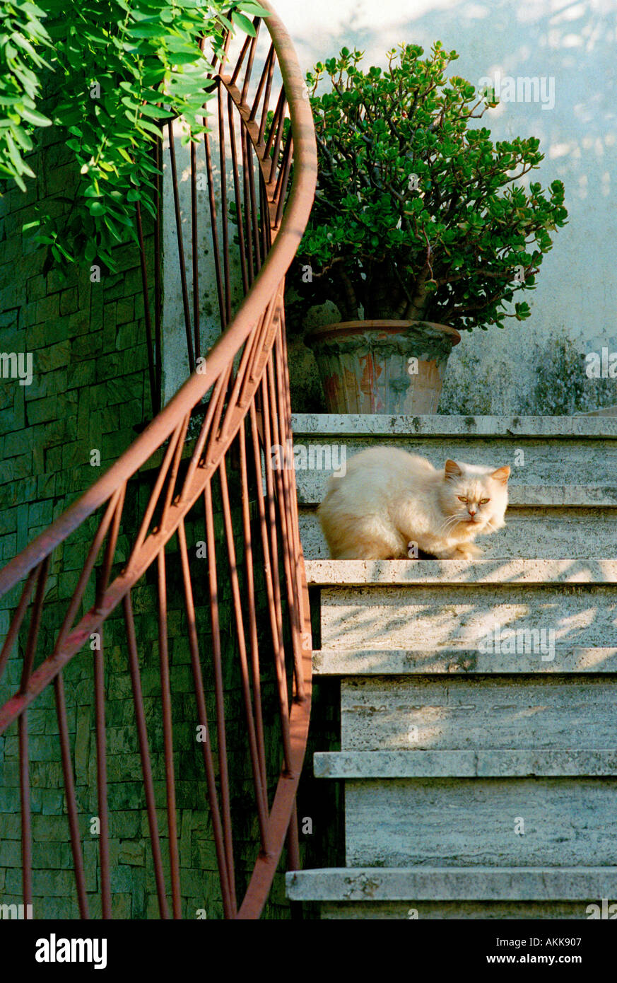Basking cat hi-res stock photography and images - Alamy