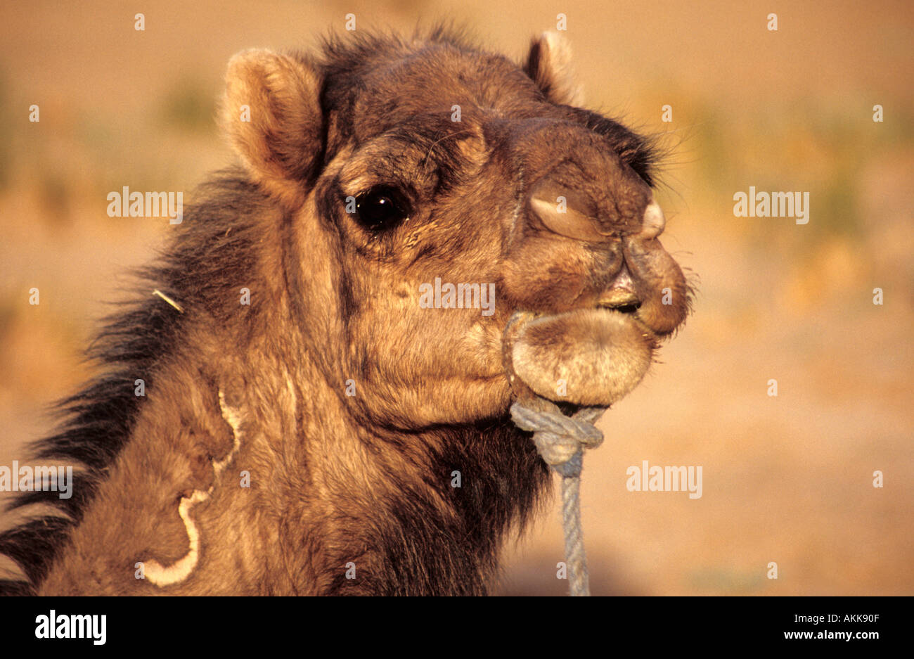 Humor humour arabic hi-res stock photography and images - Alamy