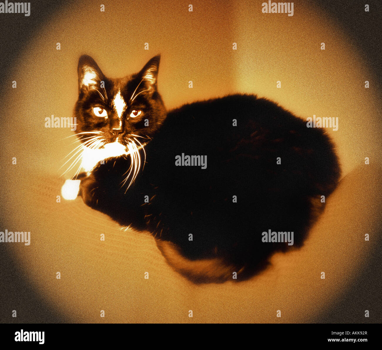 Toned sepia cat hi-res stock photography and images - Alamy