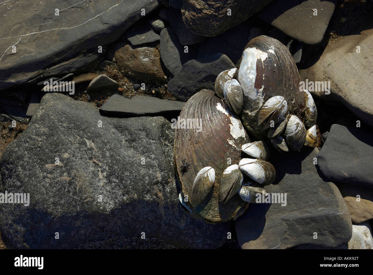 Alburgh hi-res stock photography and images - Alamy