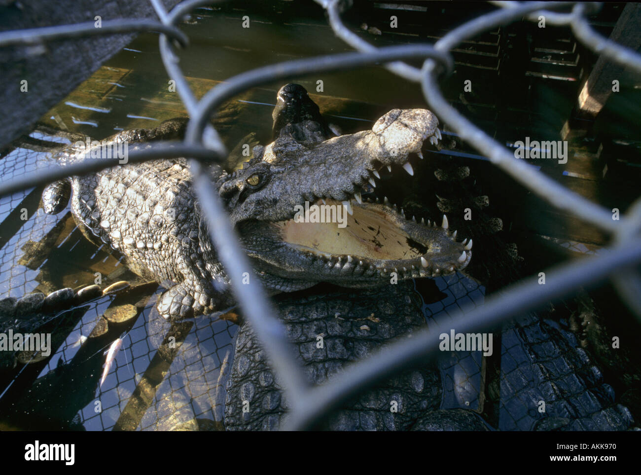 Farming Siamese crocodile Crocodylus siamensis for skins Prek Toal ...