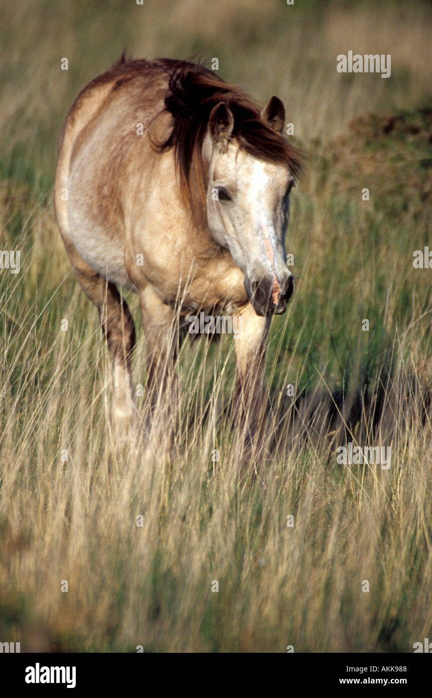 Vertical portrait of beautiful Lundy pony walking through grasses ...