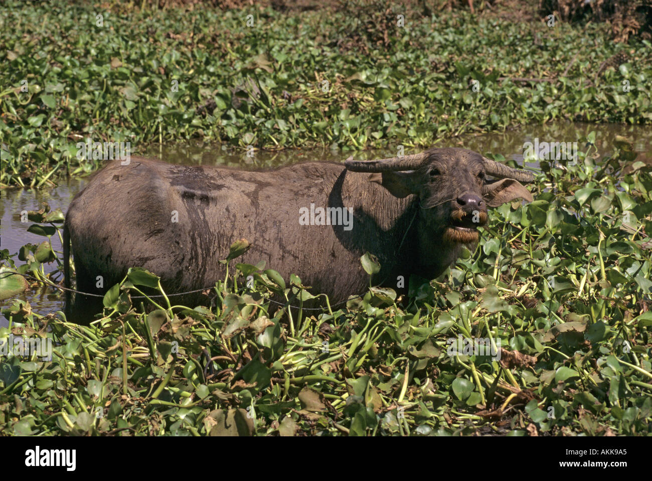 Water buffalo Phnom Krom Siem Reap Tonle Sap Cambodia Stock Photo - Alamy
