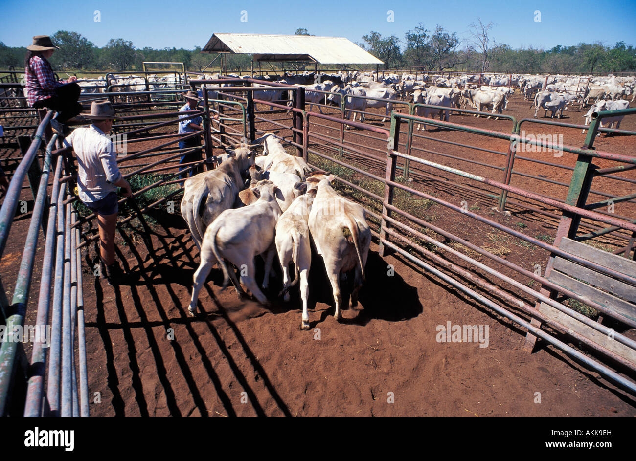 Australia, Western Australia, Broome area, ranch Stock Photo - Alamy