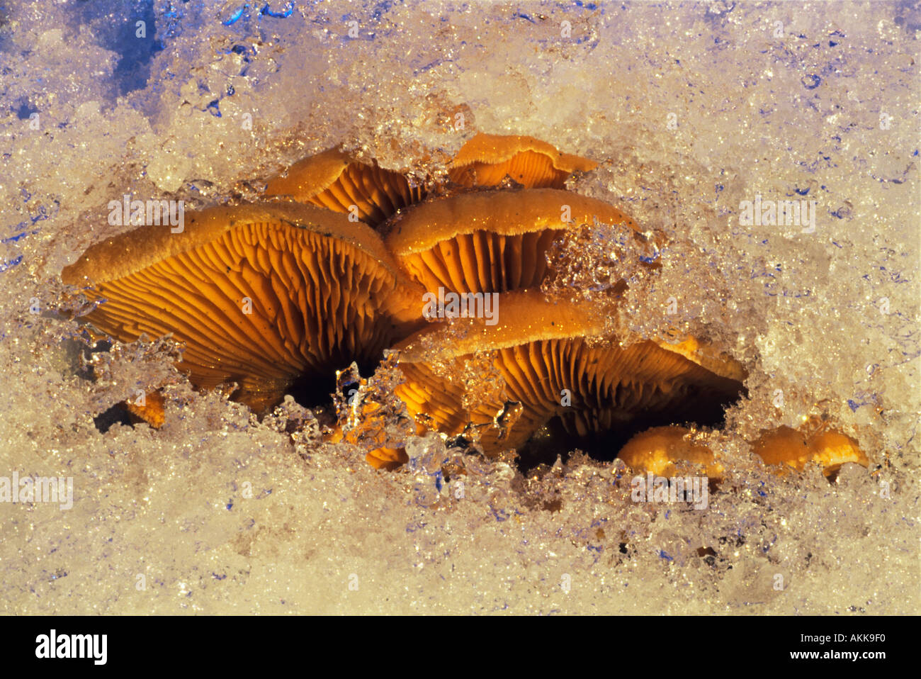 Growing mushrooms break through the ice and snow in the golden ...