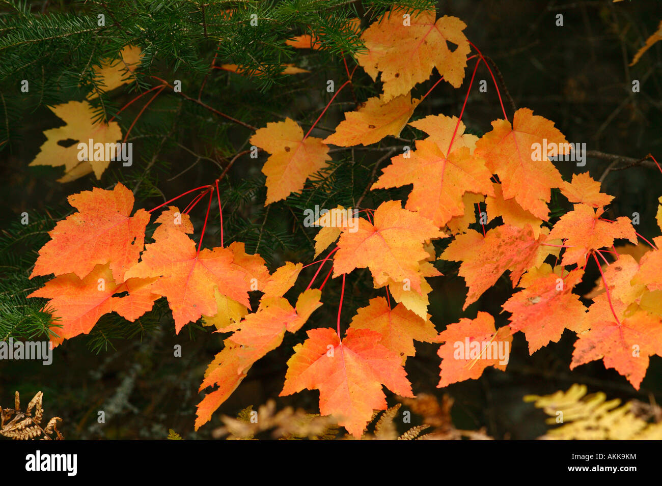 Orange maple leaves McMahon Lake Forest Preserve Michigans Upper ...