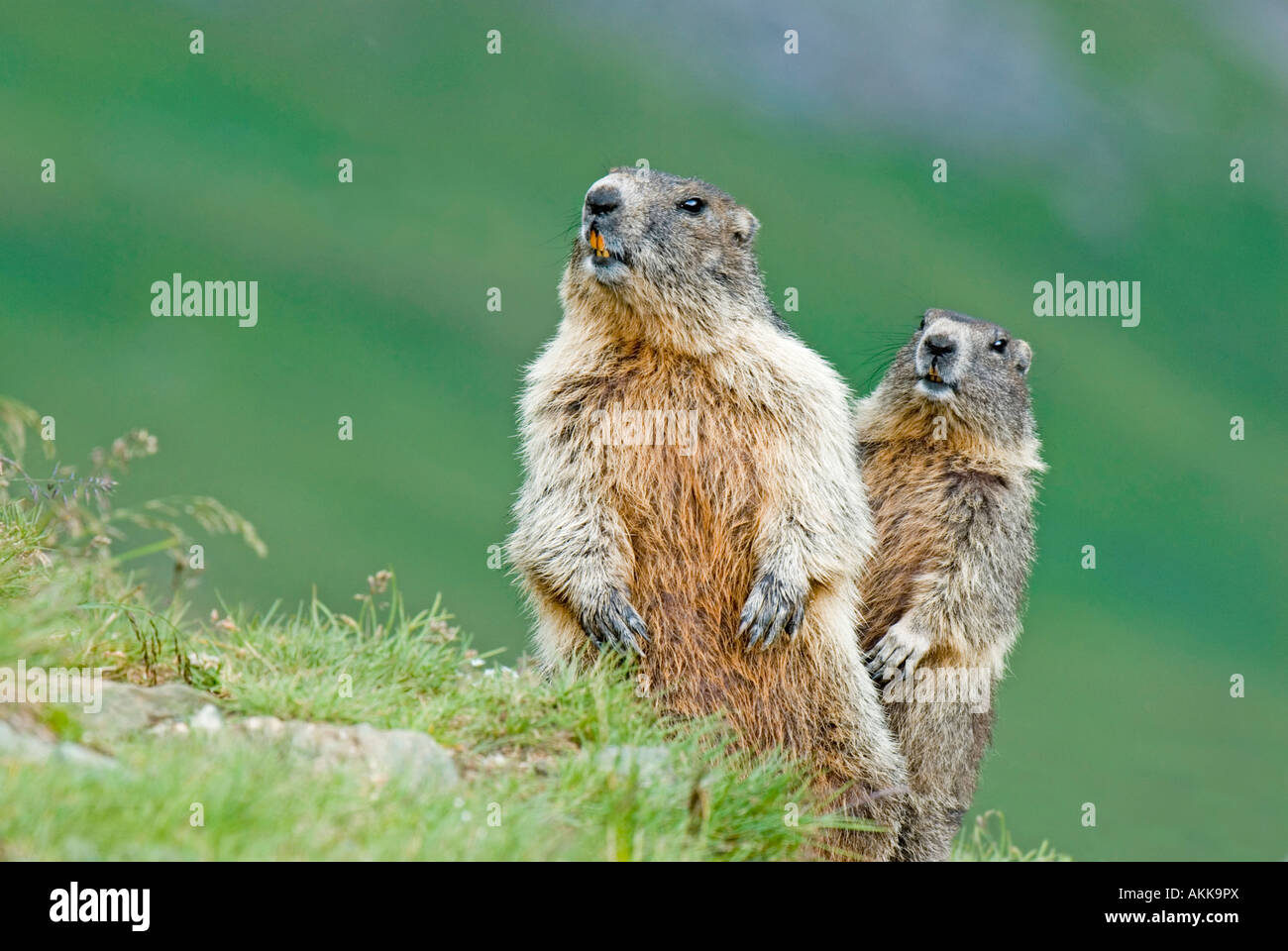 Alpine Marmot (Marmota marmota), adult and young individual on grass, Hohe Tauern National Park ...