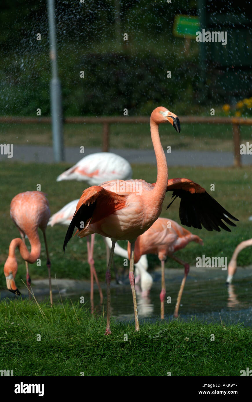 Zoo sweden hi-res stock photography and images - Alamy