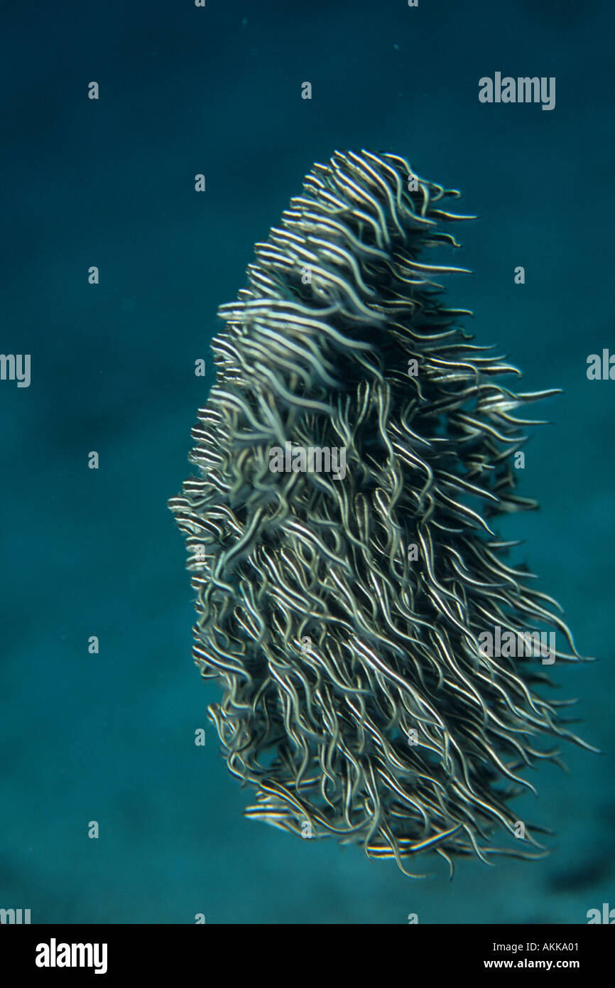 A ball of striped catfish Plotosus lineatus at Estuary Komodo Island ...
