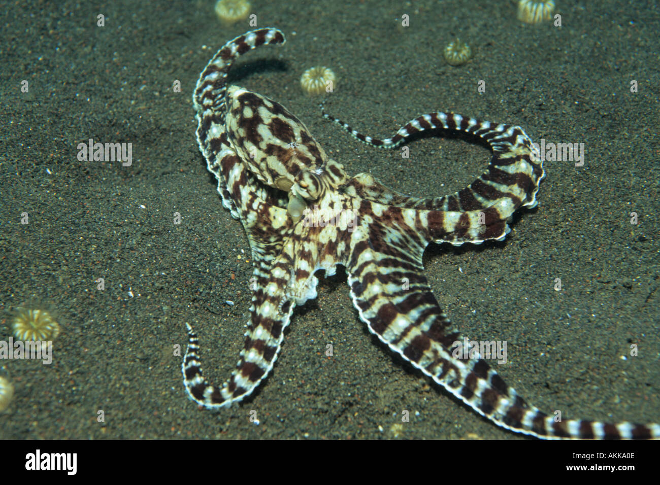 Mimic Octopus Octopus Sp 4 at beach site on north Bali Indonesia Flores ...