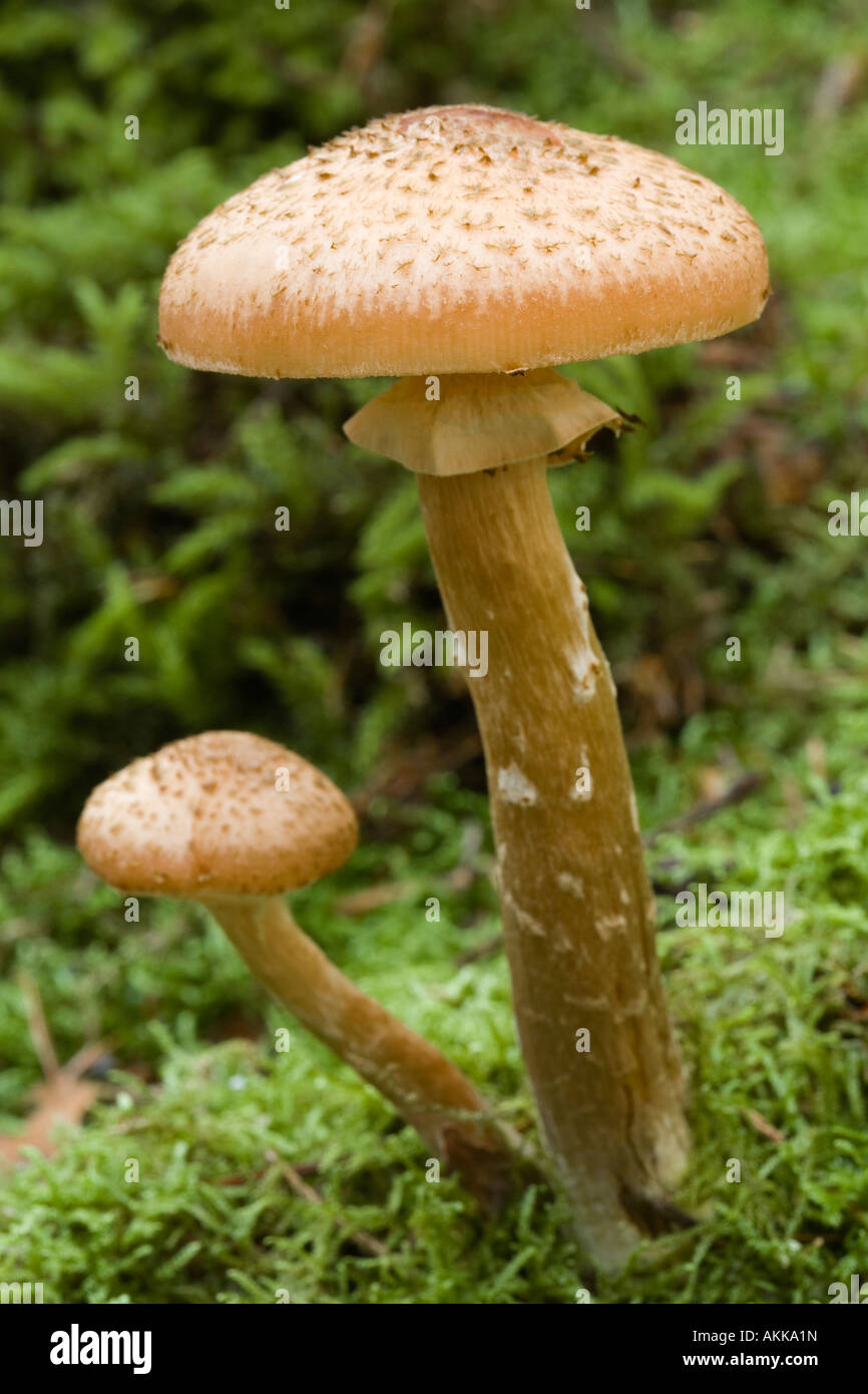 Armillaria Sp High Resolution Stock Photography and Images - Alamy
