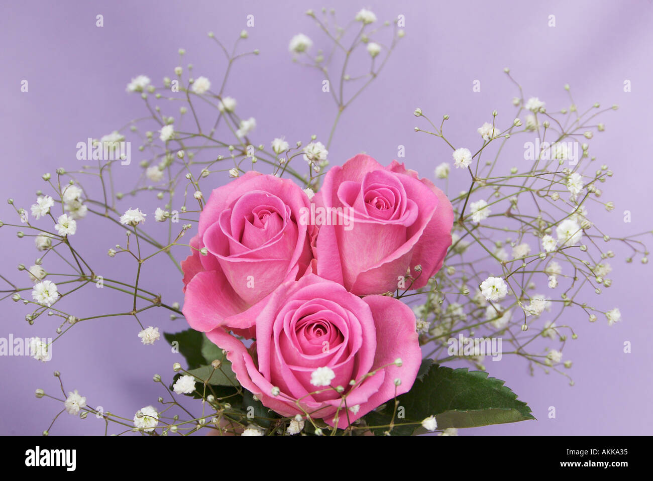 Posy of [Pink Roses] and Gypsophilia Stock Photo - Alamy