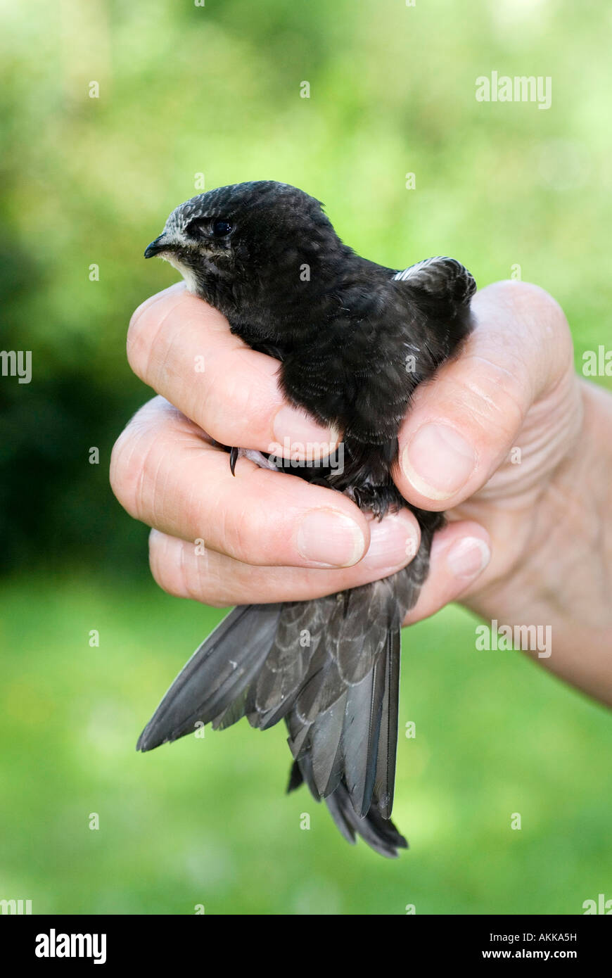 Common Swift (Apus apus). Young in human hand Stock Photo - Alamy