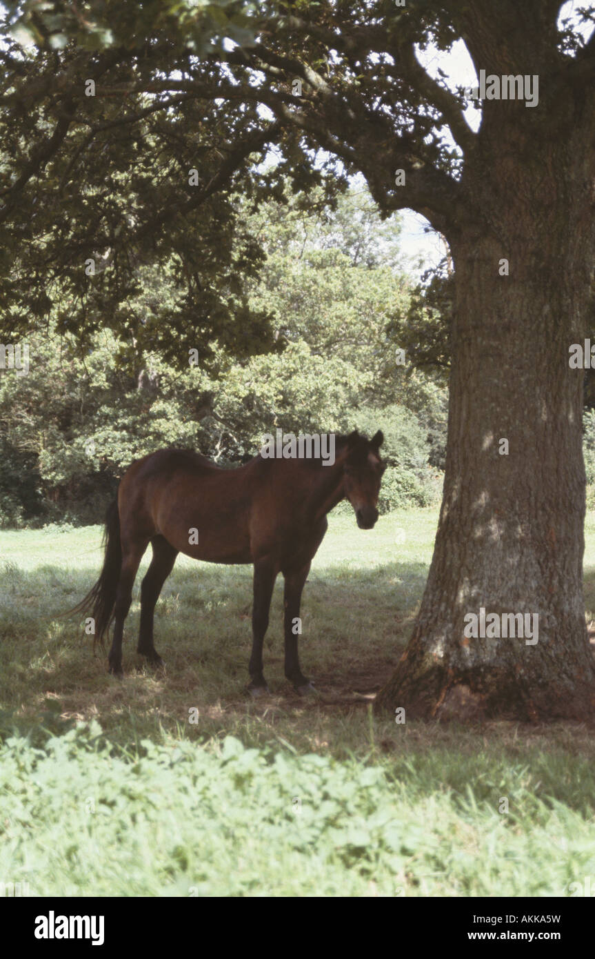 Horse under tree hi-res stock photography and images - Alamy