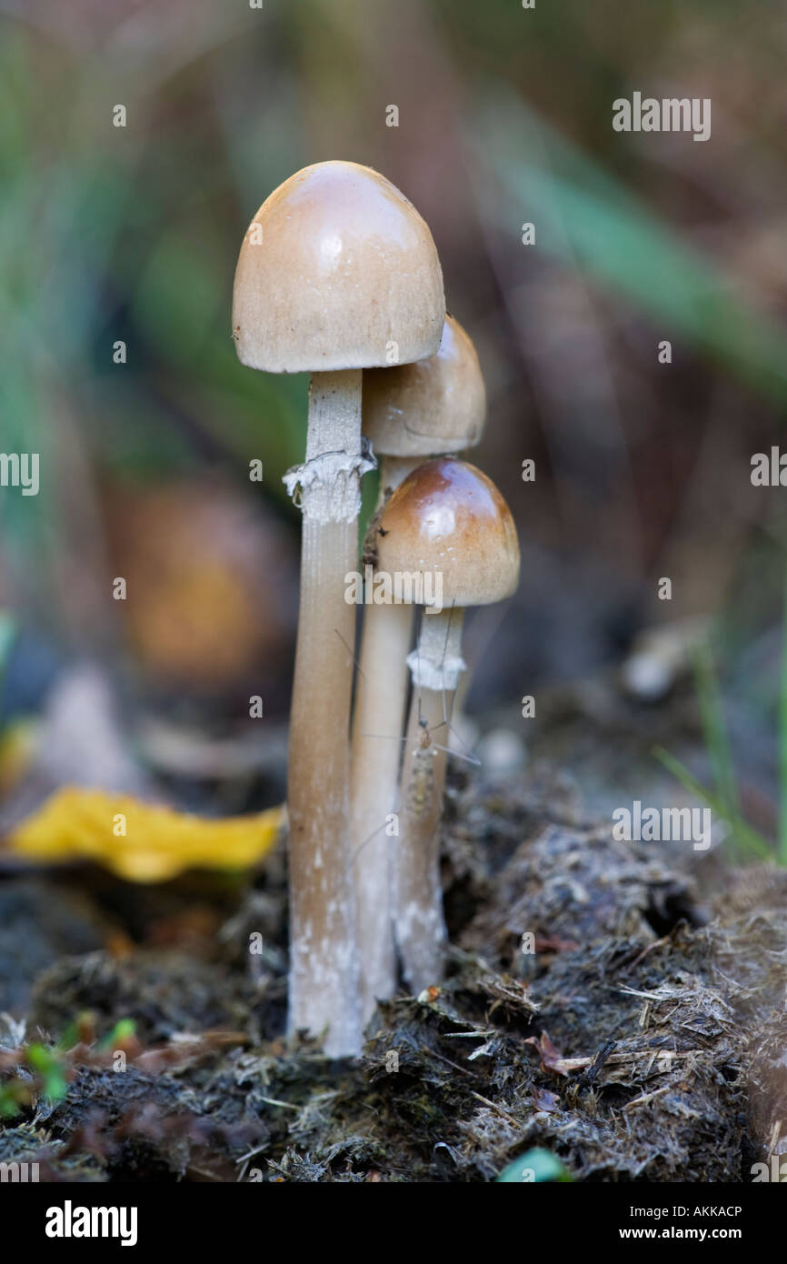 Dung fungus Panaeolus semiovatus growing on horse dung Skipwith Common ...