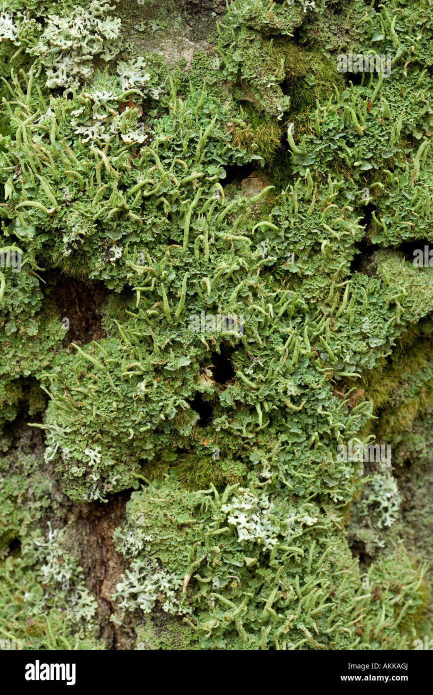 Lichen on a tree trunk hi-res stock photography and images - Alamy