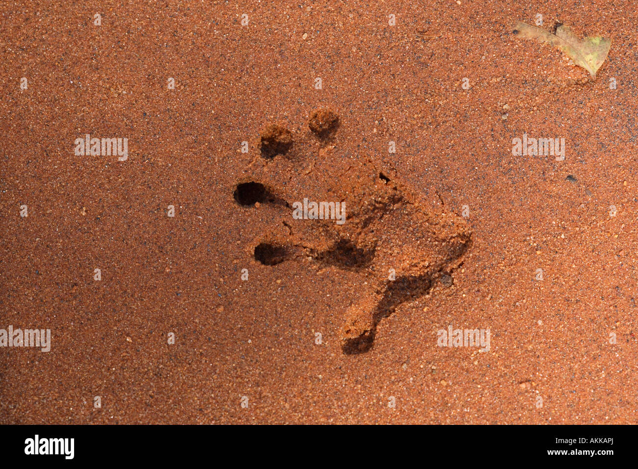 Eco footprint hi-res stock photography and images - Alamy