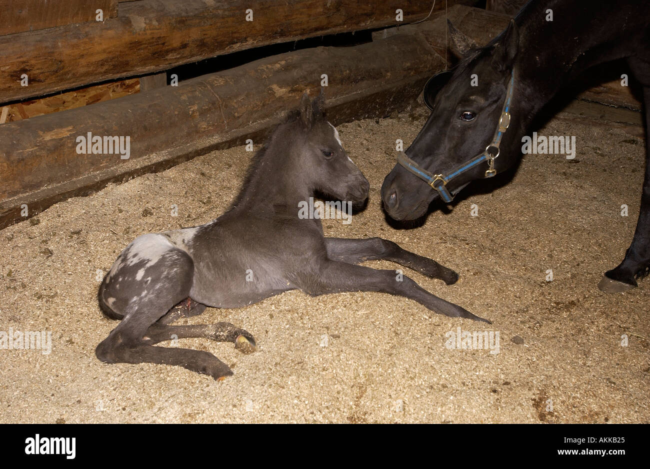 Newborn Appaloosa colt with mother in stall Stock Photo - Alamy