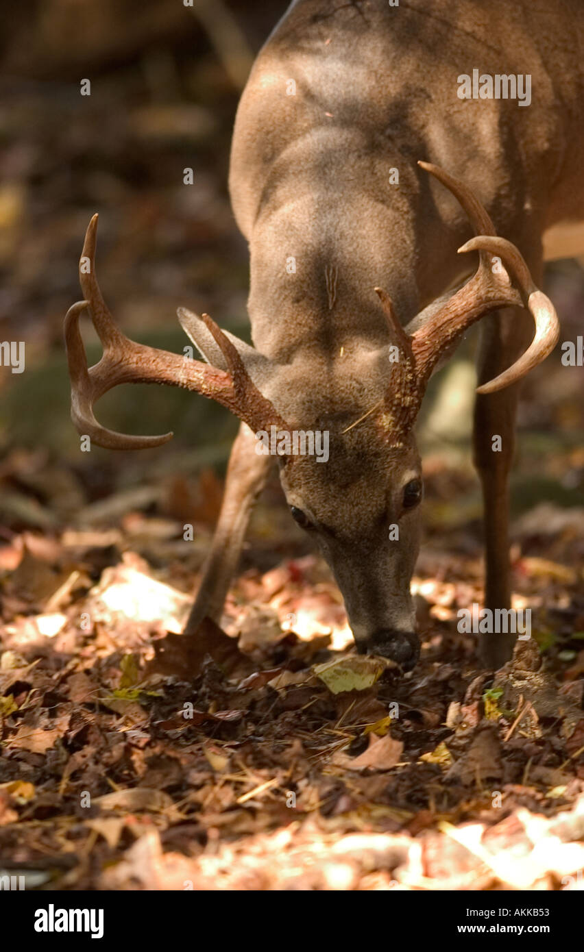 Whitetail 8 point buck in woods Stock Photo - Alamy