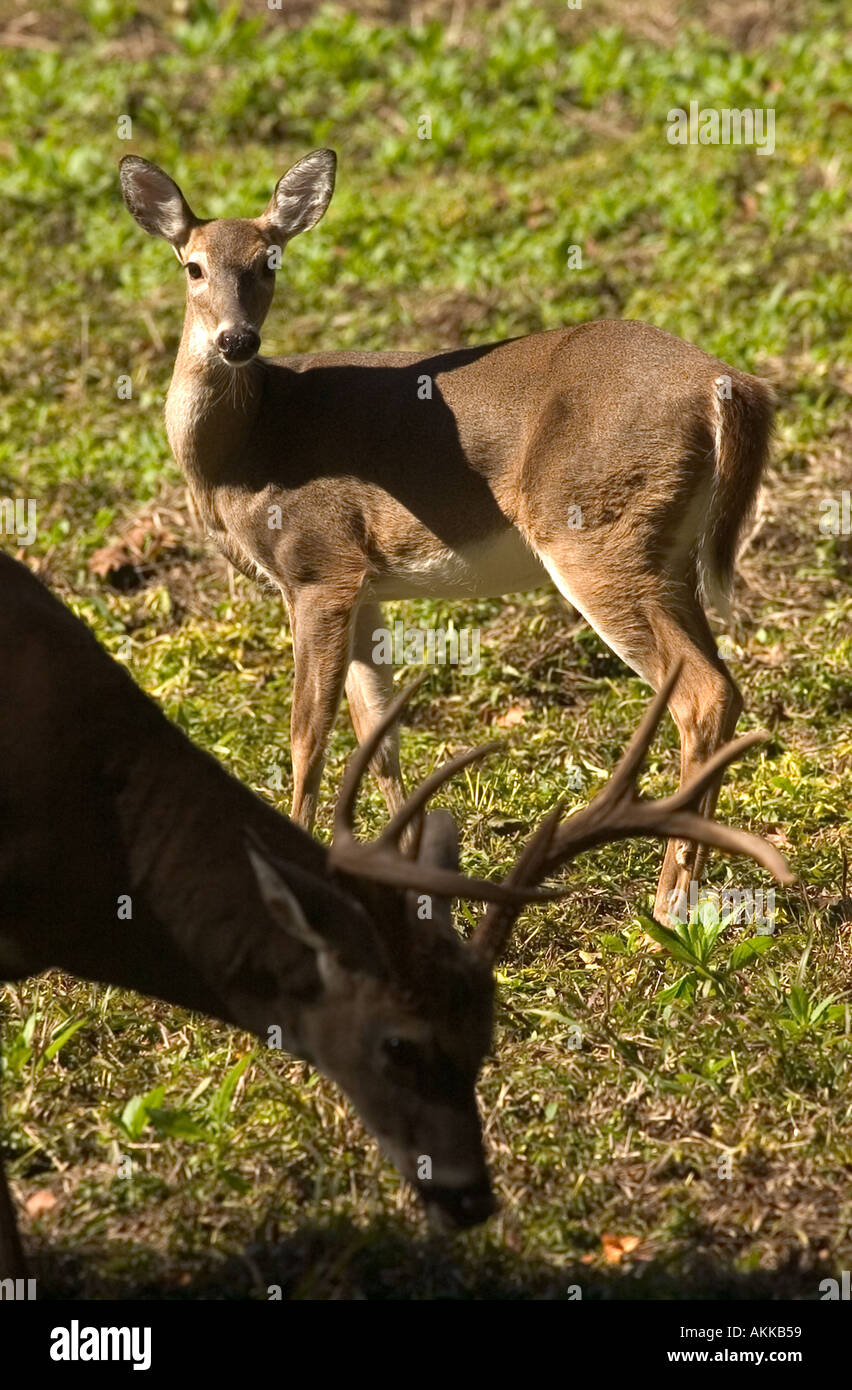 Whitetail buck and doe in field Stock Photo - Alamy