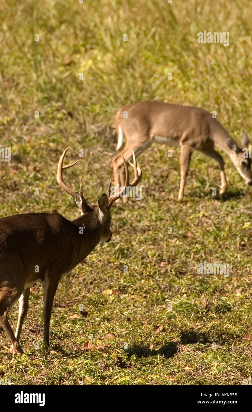 Whitetail buck and doe in field Stock Photo - Alamy