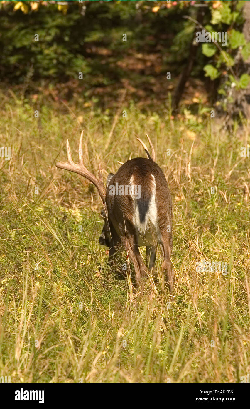 Whitetail 8 point buck in field eating Stock Photo - Alamy