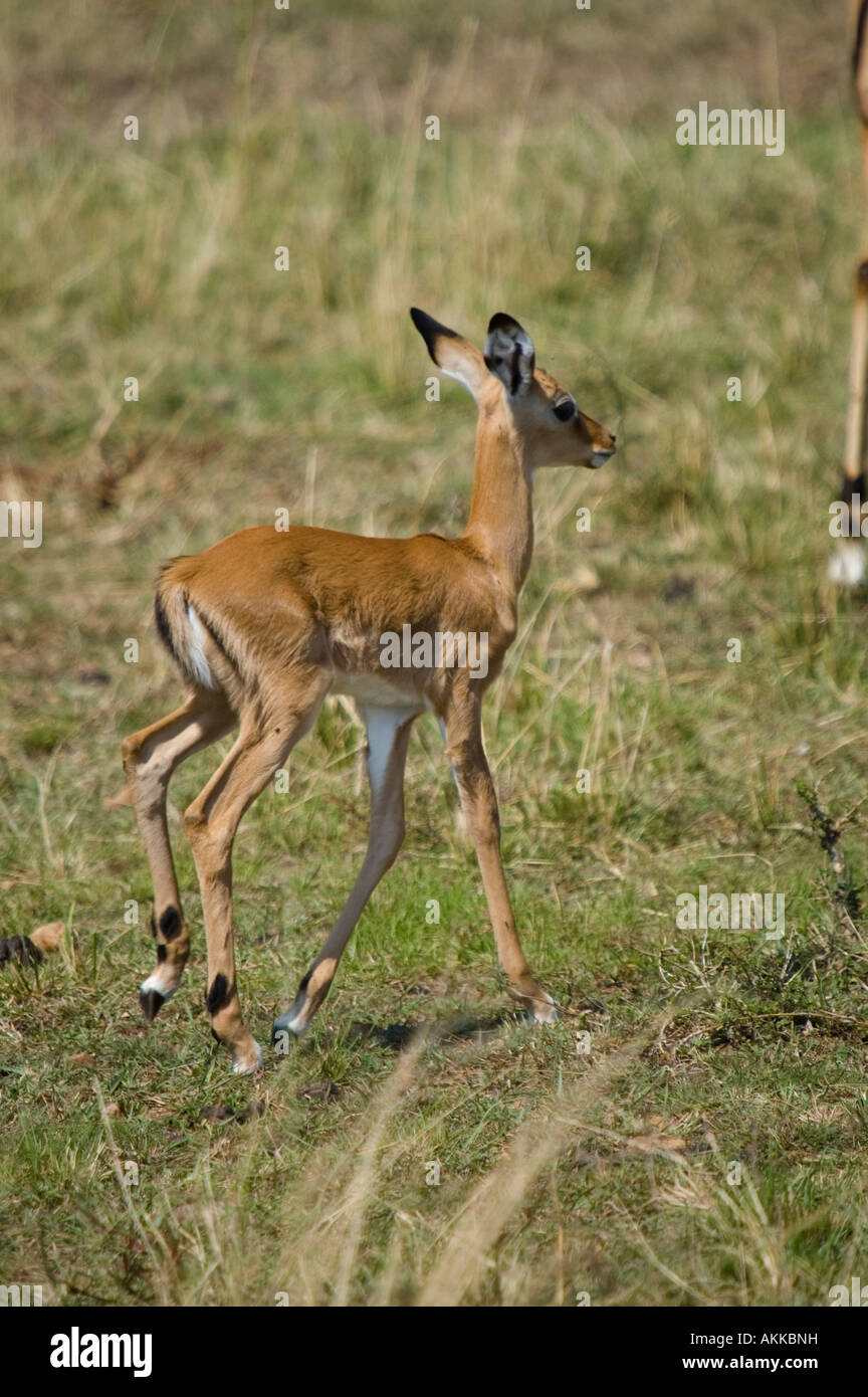 A young impala walking on the African plains Stock Photo - Alamy