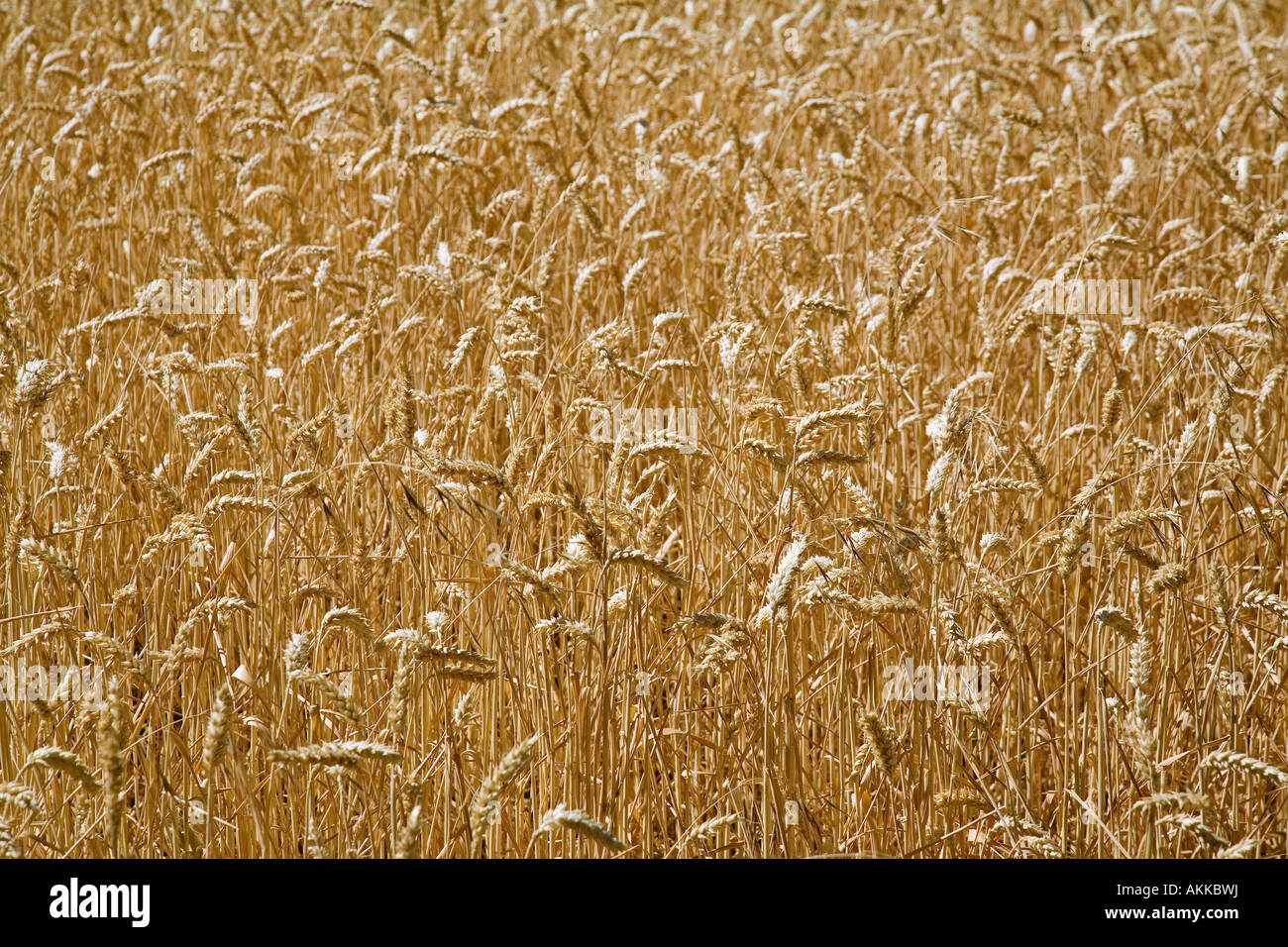 wheat of field burgos castilla leon spain Stock Photo - Alamy