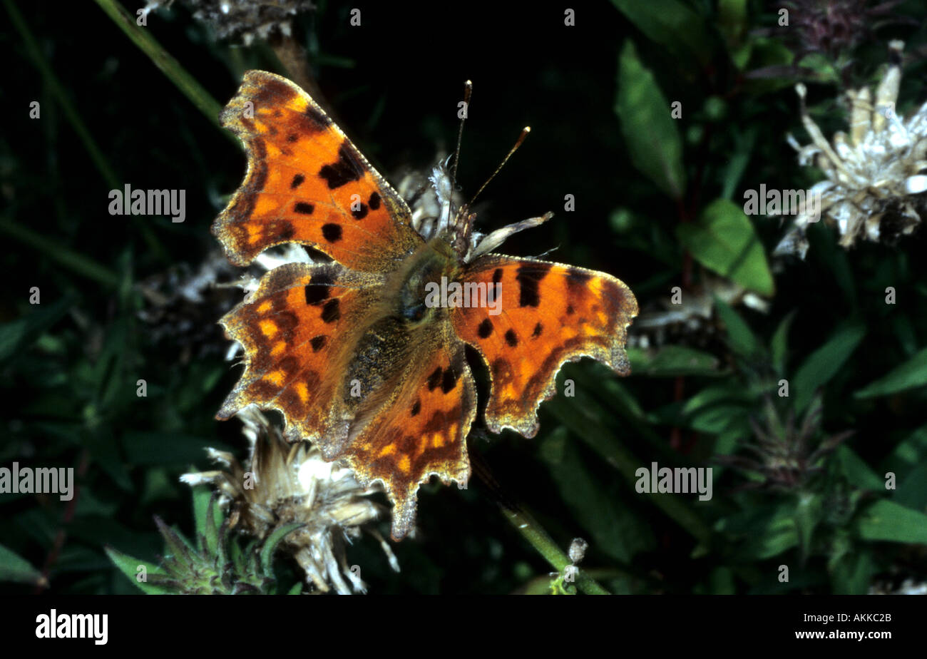 Hampshire and surrey hi-res stock photography and images - Alamy