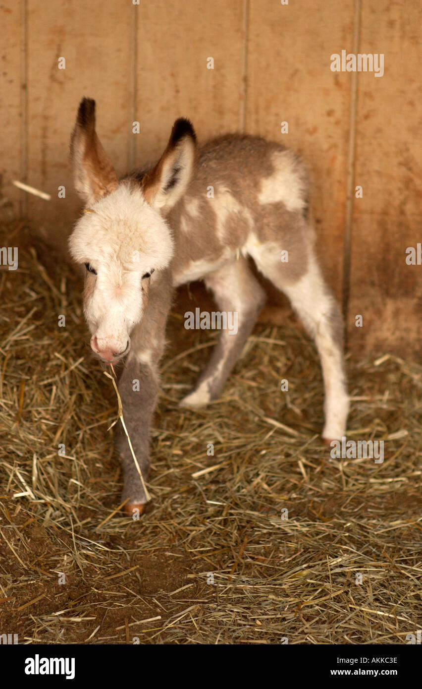 Miniature donkey in barn stall Stock Photo - Alamy