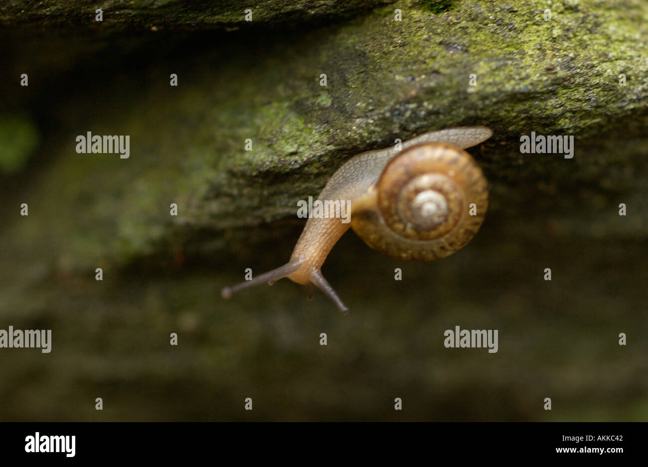 Underside of snail hi-res stock photography and images - Alamy