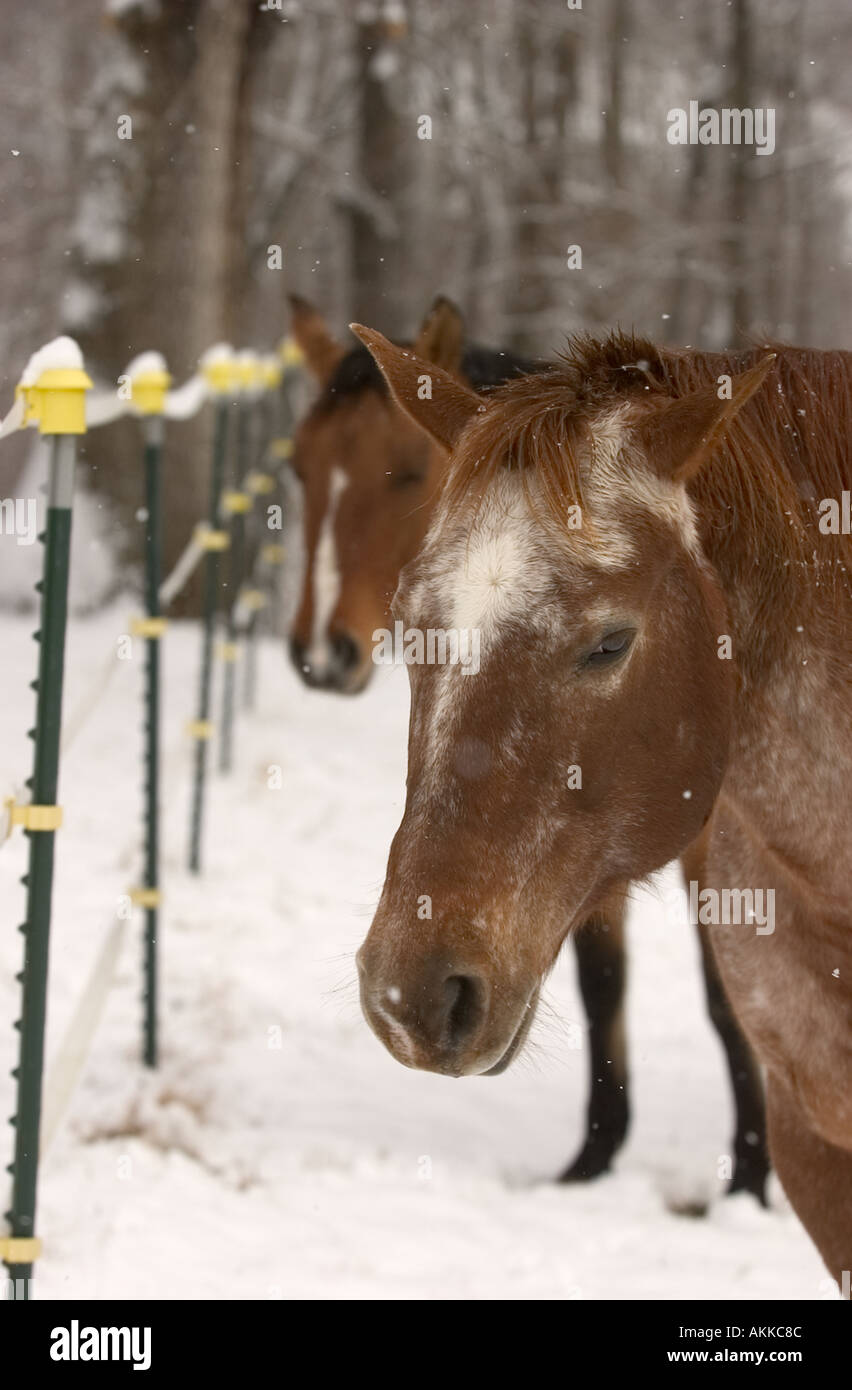 Horses in field durning a snowstorm Stock Photo - Alamy