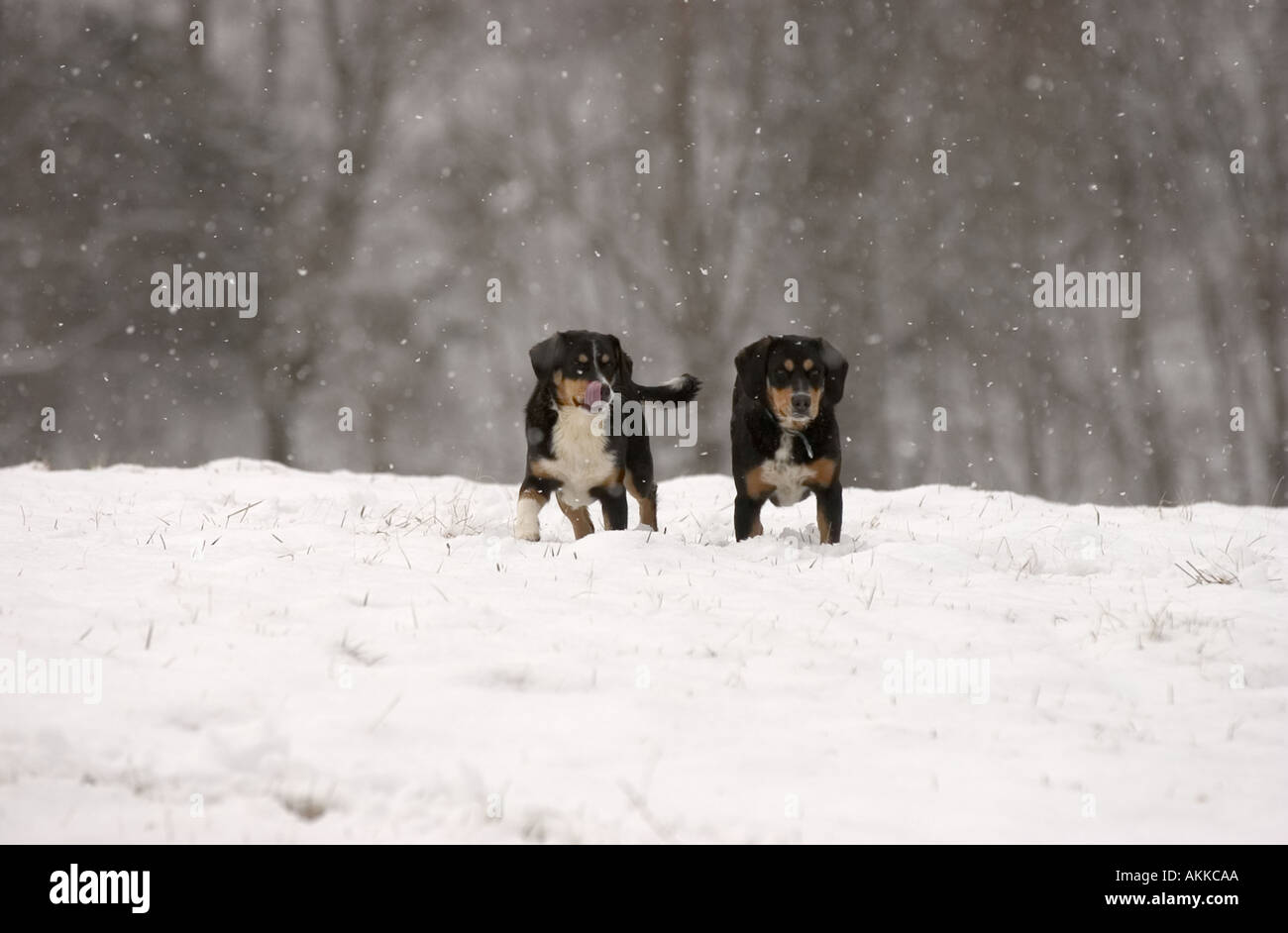 Dogs playing in snow Stock Photo - Alamy