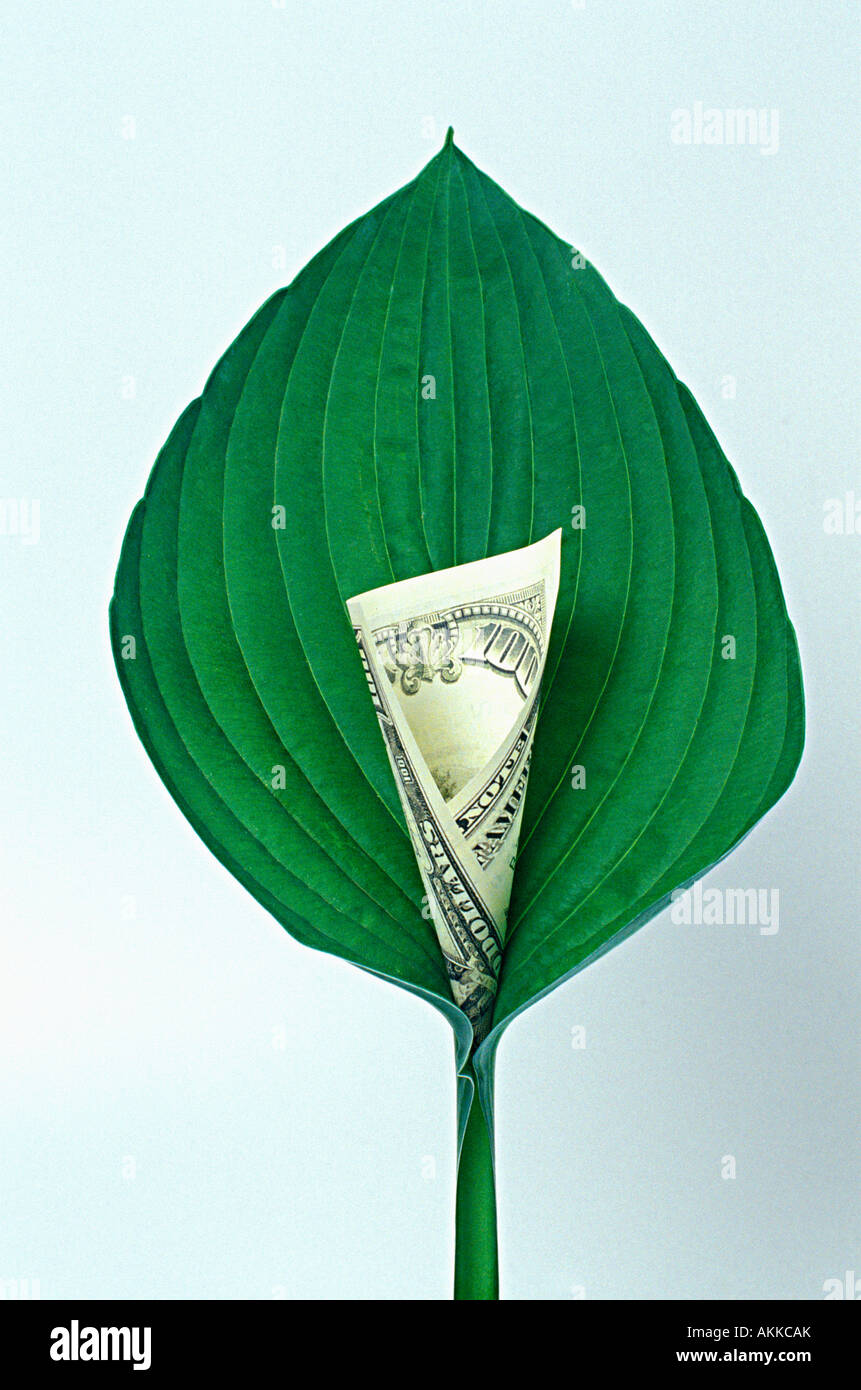 Us dollar bill leaf hi-res stock photography and images - Alamy