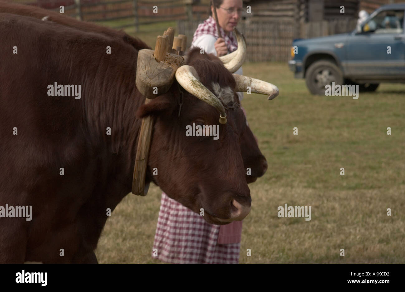 Lady in traditional clothing leads a couple of bulls harnessed together ...