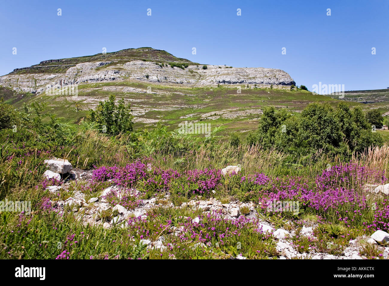 Camp las flores hi-res stock photography and images - Alamy