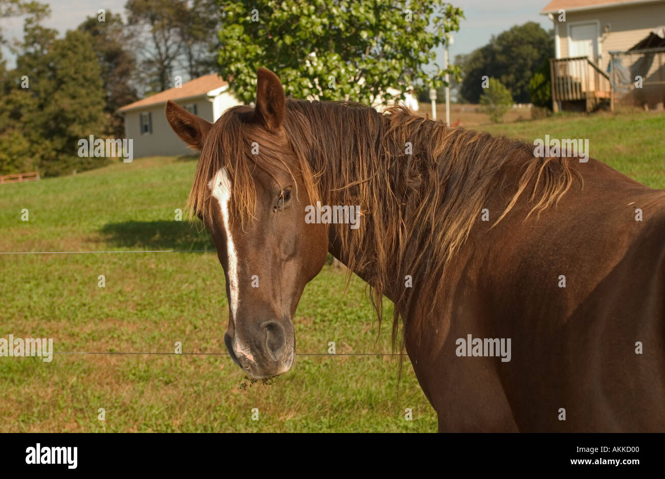 Quarter horse mare Stock Photo - Alamy